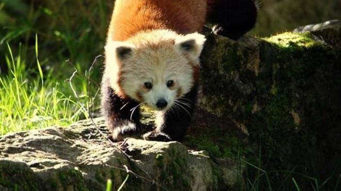 Le panda roux